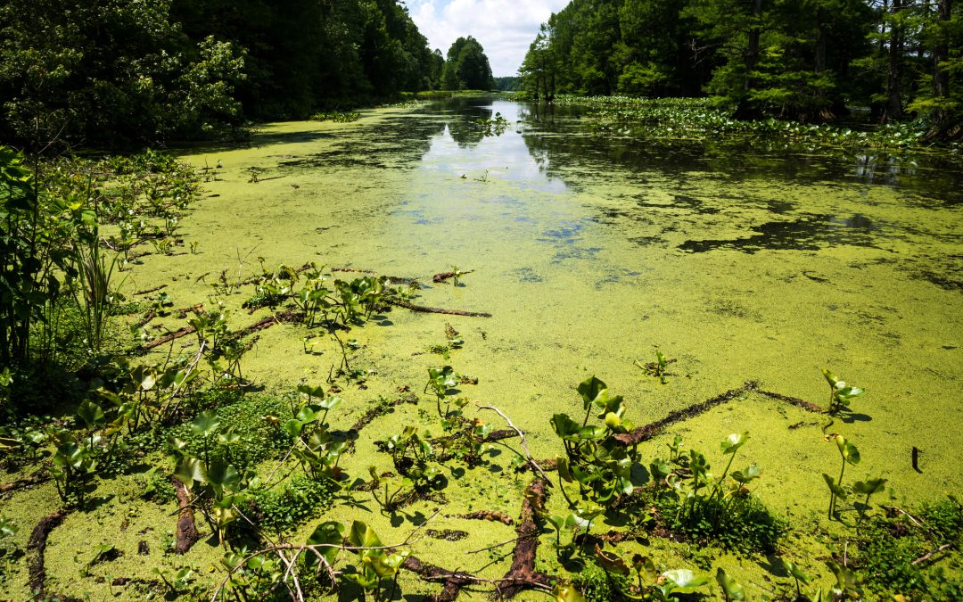 VectoMax® FG: An Innovation in Mosquito Control | Azelis A&ES