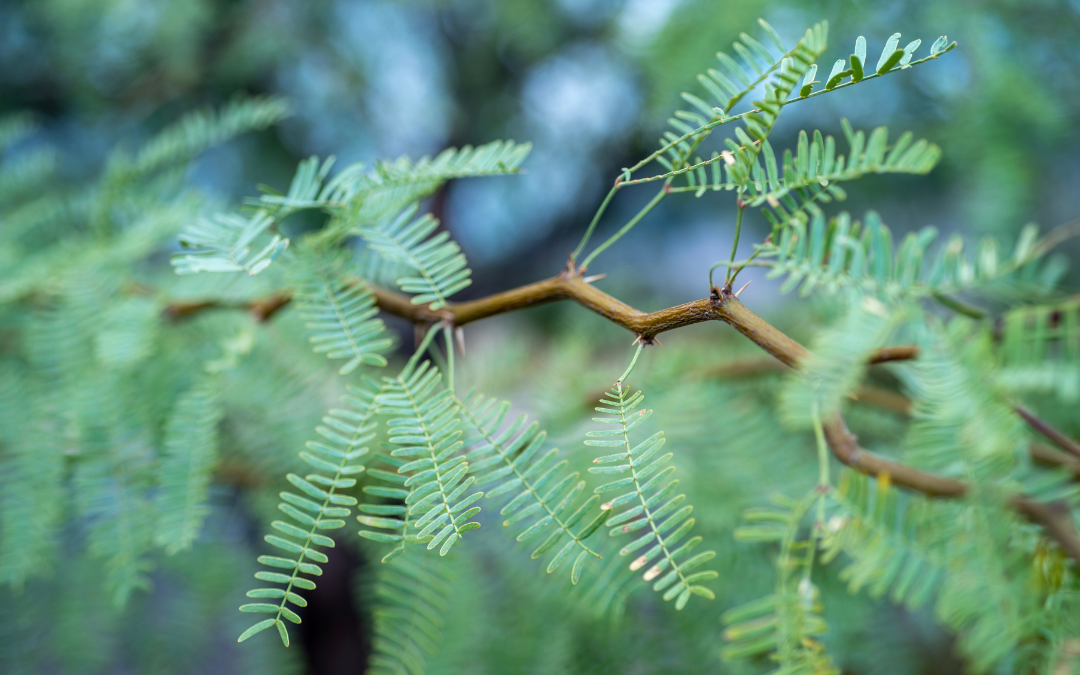 Advanced herbicides spearhead effective Mesquite control | Azelis A&ES